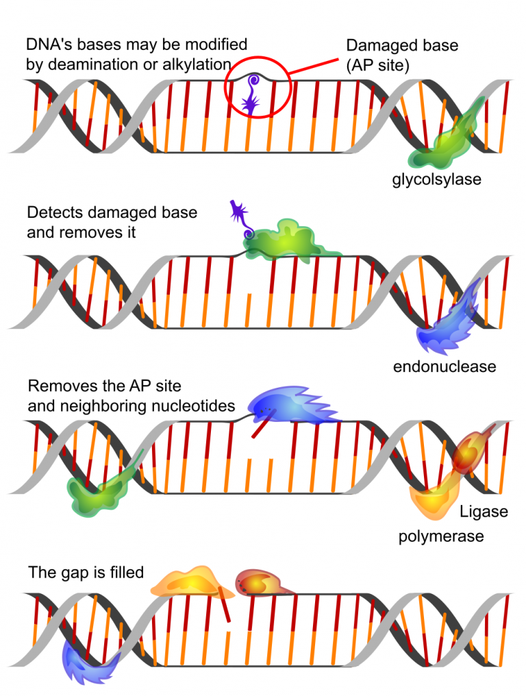 Microfluidic platform for study of molecular mechanism involved in ...