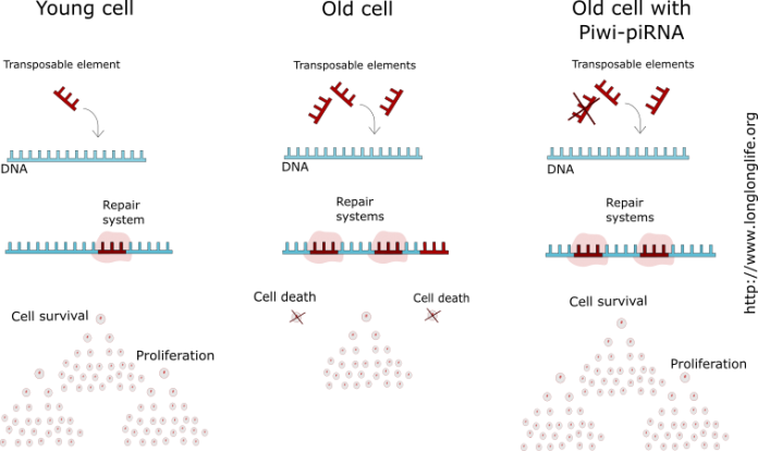 Piwi-piRNA: a pathway to biological immortality? - Work for human longevity