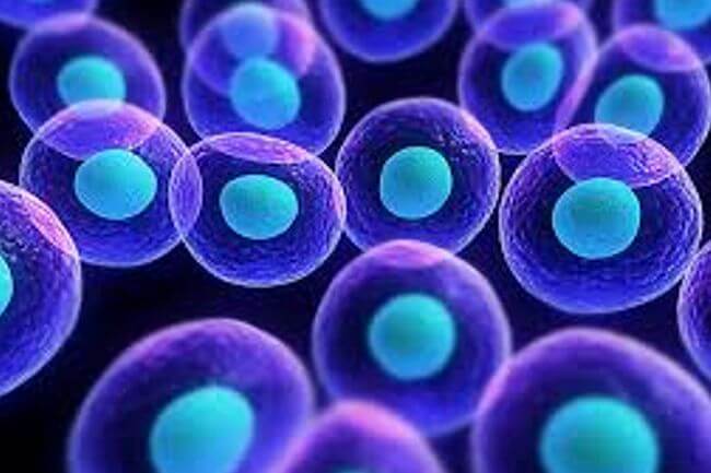 Getting rid of senescent cells for healthy aging - Work for human longevity